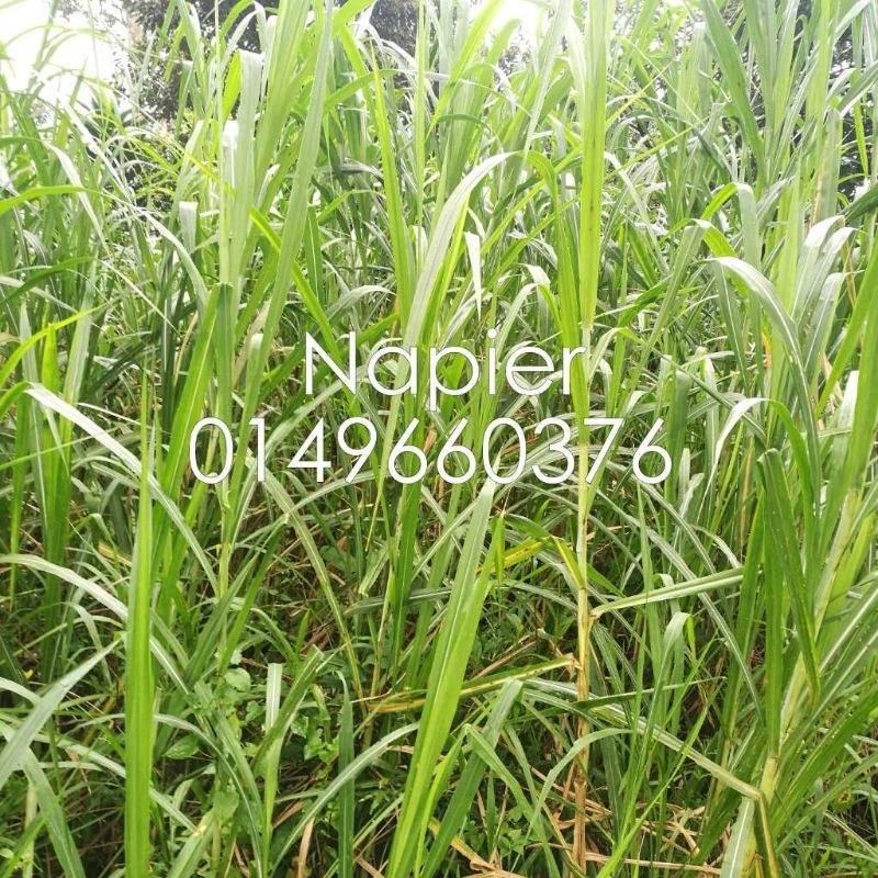 keratan batang napier segar (sebatang 70sen)/ daun napier 250g rm2 ...