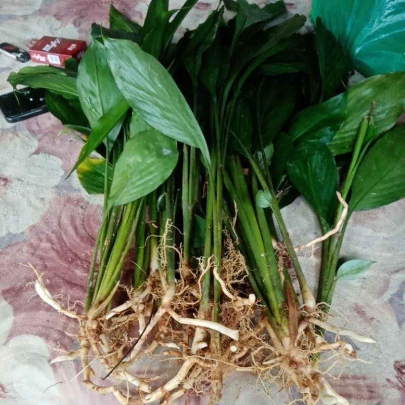 pokok pijat@kesing 1set 7 pokok saiz kira ramdam | Shopee Malaysia