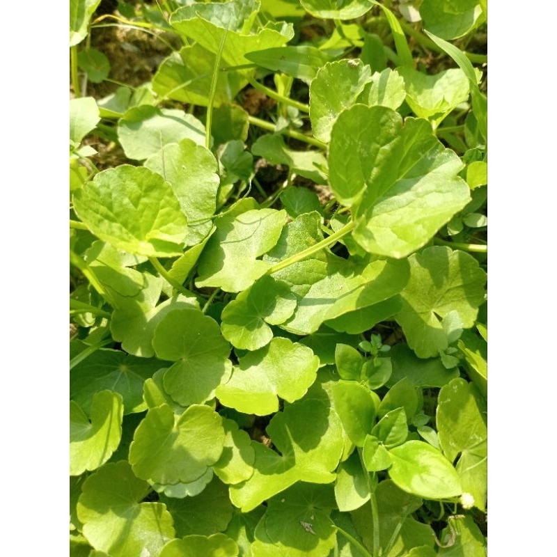 ulam pegaga kampung 1 pack (order baru petik) | Shopee Malaysia