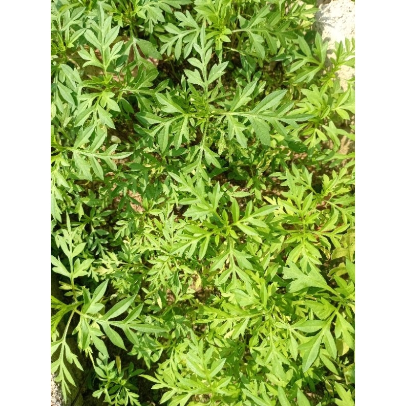 ulam raja 1 pack (order baru petik) | Shopee Malaysia