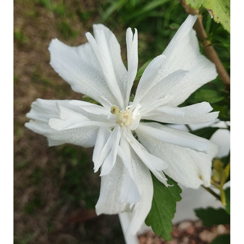 Part 4/6 : Pokok Bunga Raya Hibiscus Rose Of Sharon Lavender Chiffon ...