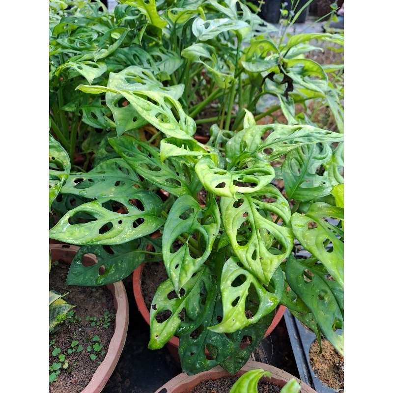 [LIVE PLANT] Monstera Adansonii / indoor real plant / with pot (sila ...