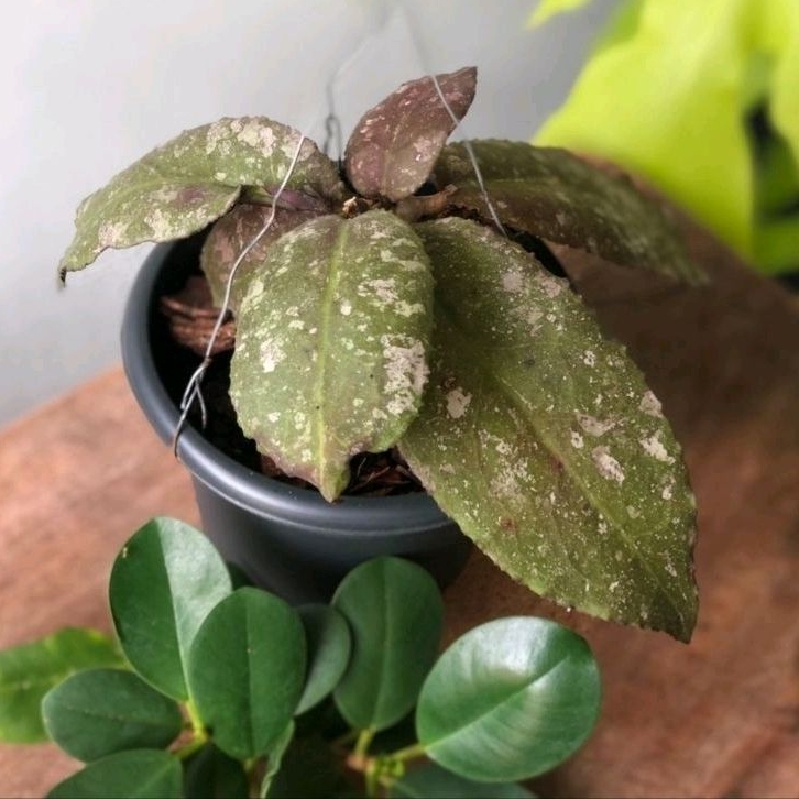 Hoya Undulata red leaves🔥 Ready stock in Malaysia📣 | Shopee Malaysia