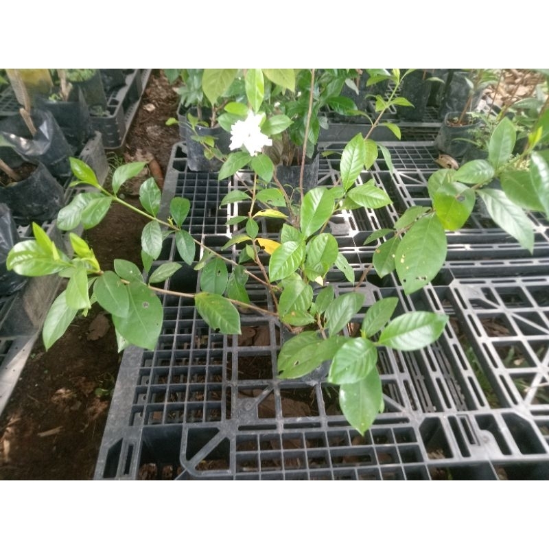 Anak Pokok Kembang Cina/ Bunga Cina | Shopee Malaysia