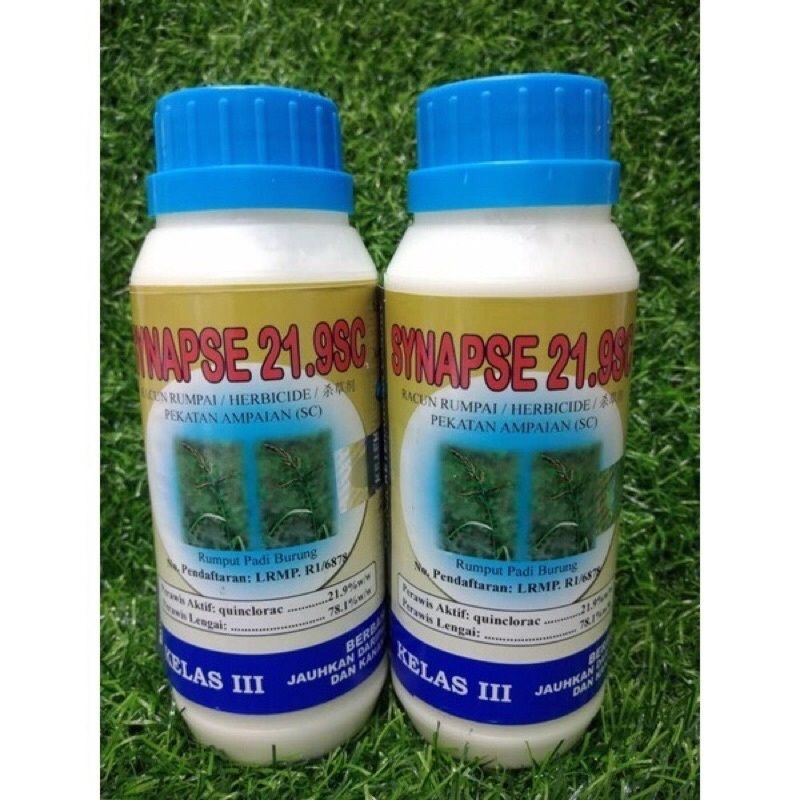 Synape 21.9 250ml (sama fungsi dengan quintox kenrac) quinclorac racun ...