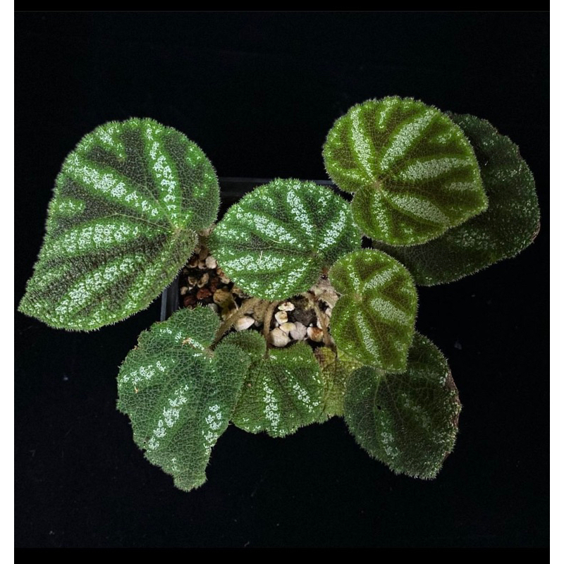 begonia kui ‘Vietnam’ (species) | Shopee Malaysia