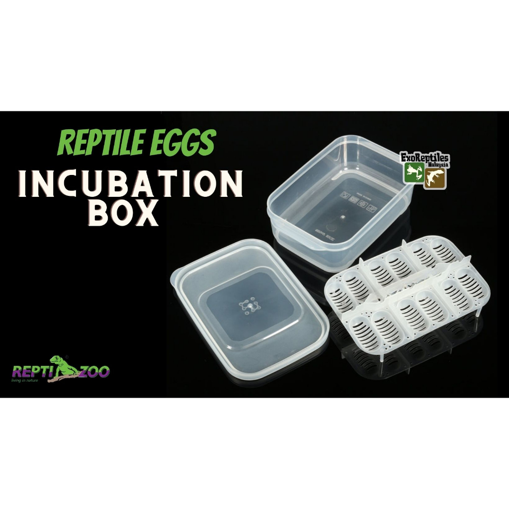 REPTI ZOO REPTILE EGGS INCUBATION BOX | Shopee Malaysia