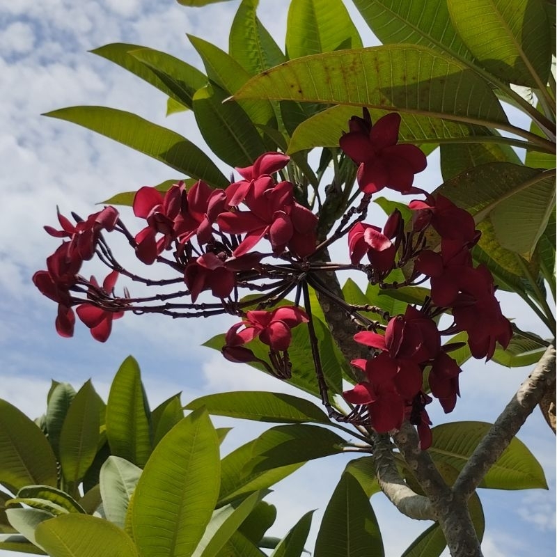 Keratan Pokok Bunga Kemboja Warna Merah Shopee Malaysia