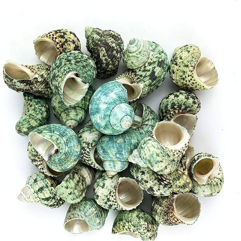 HERMIT CRAB SHELL GREEN TURBO (XL) SIZE | Shopee Malaysia