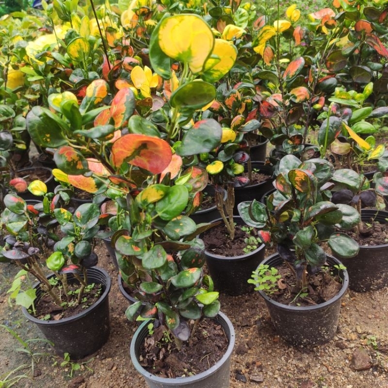 POKOK PUDING DUIT SYILING READY STOCK MALAYSIA | Shopee Malaysia