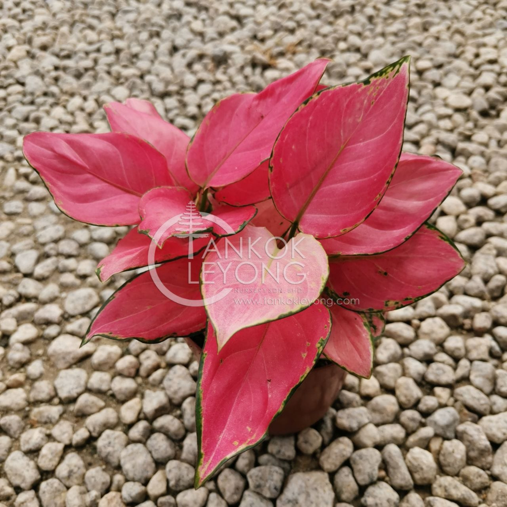 TKL - Aglaonema Ruby Pink/Aglaonema Black Rose 吉利红粉色粗肋草/黑牡丹/黑玫瑰粗肋草 ...