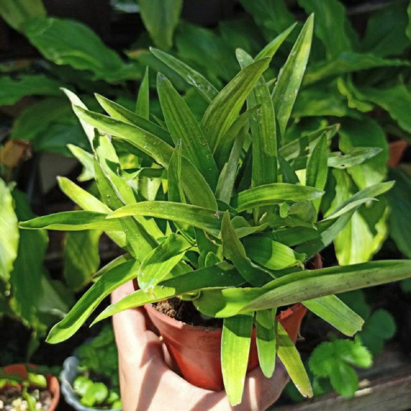 Rumput Siti Khadijah / rumput cina/ rumput beijing | Shopee Malaysia