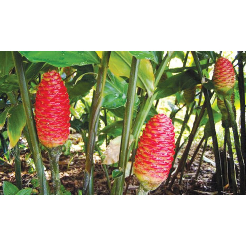 Pokok Lempoyang (herba berubat ) | Shopee Malaysia