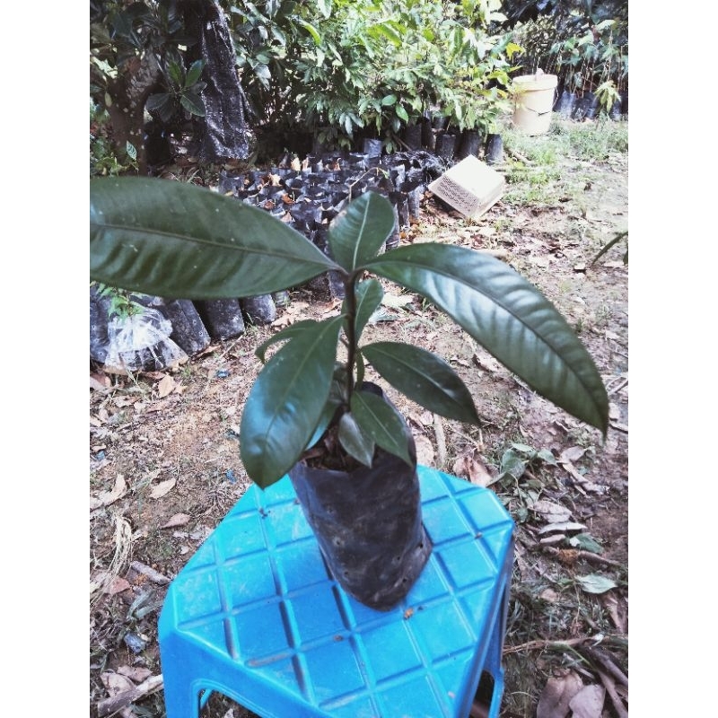 Anak Pokok Manggis hasil dari semaian biji | Shopee Malaysia