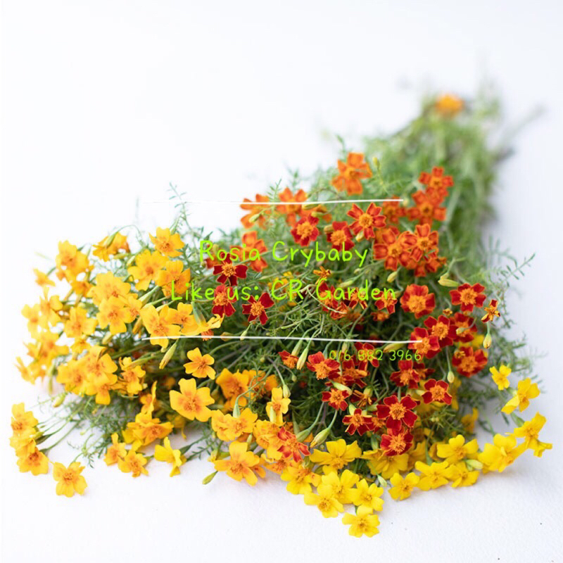 star marigold 5 seeds 星孔雀草5粒 (80 days, 30-40cm, suggest to plant into a ...