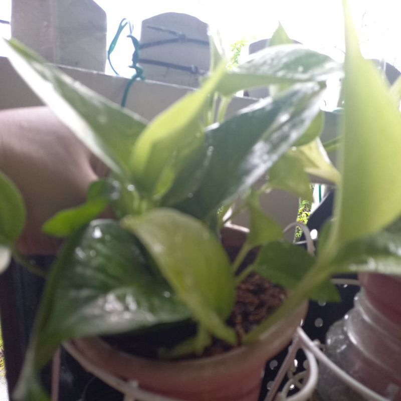 pelbagai pokok separa redup/indoor,money plant,philodendron,alokasia ...