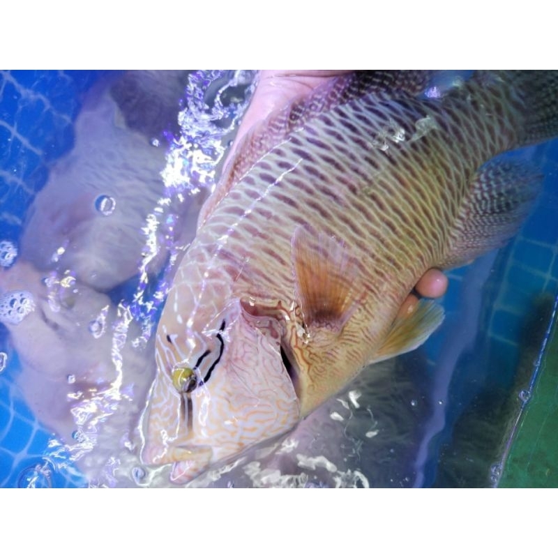 【Grade A】🌟Premium🌟 Sabah Humphead Wrasse Fish/沙巴野生苏眉鱼 | Shopee Malaysia