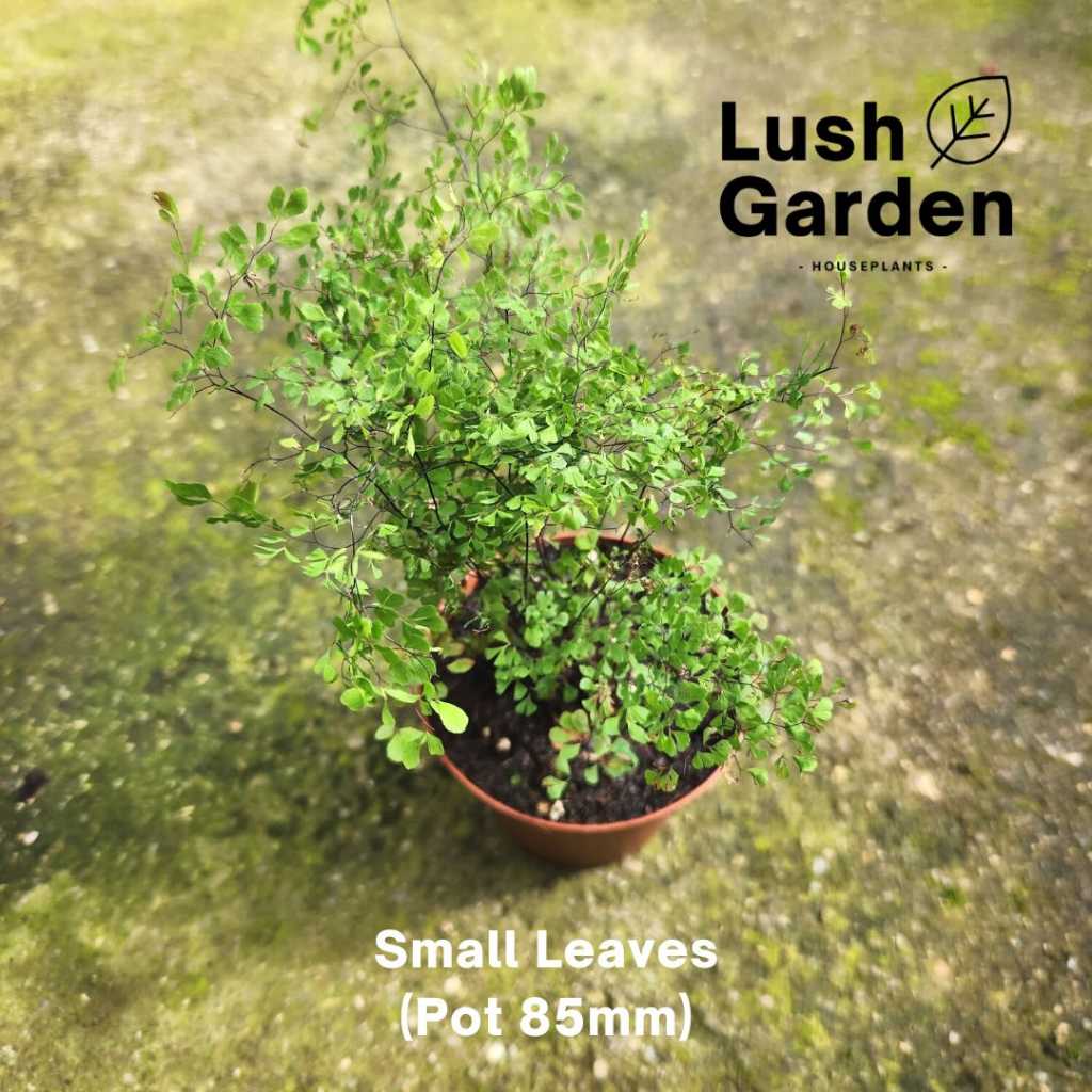 Maidenhair Fern / Adiantum Raddianum / Fragrans / Peruvianum / 铁线蕨 ...