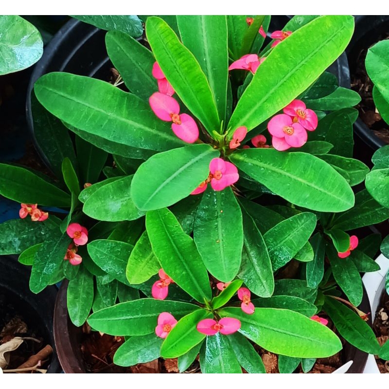 Murah‼️Pokok Bunga Raja Siam (bunga kecil) | Shopee Malaysia