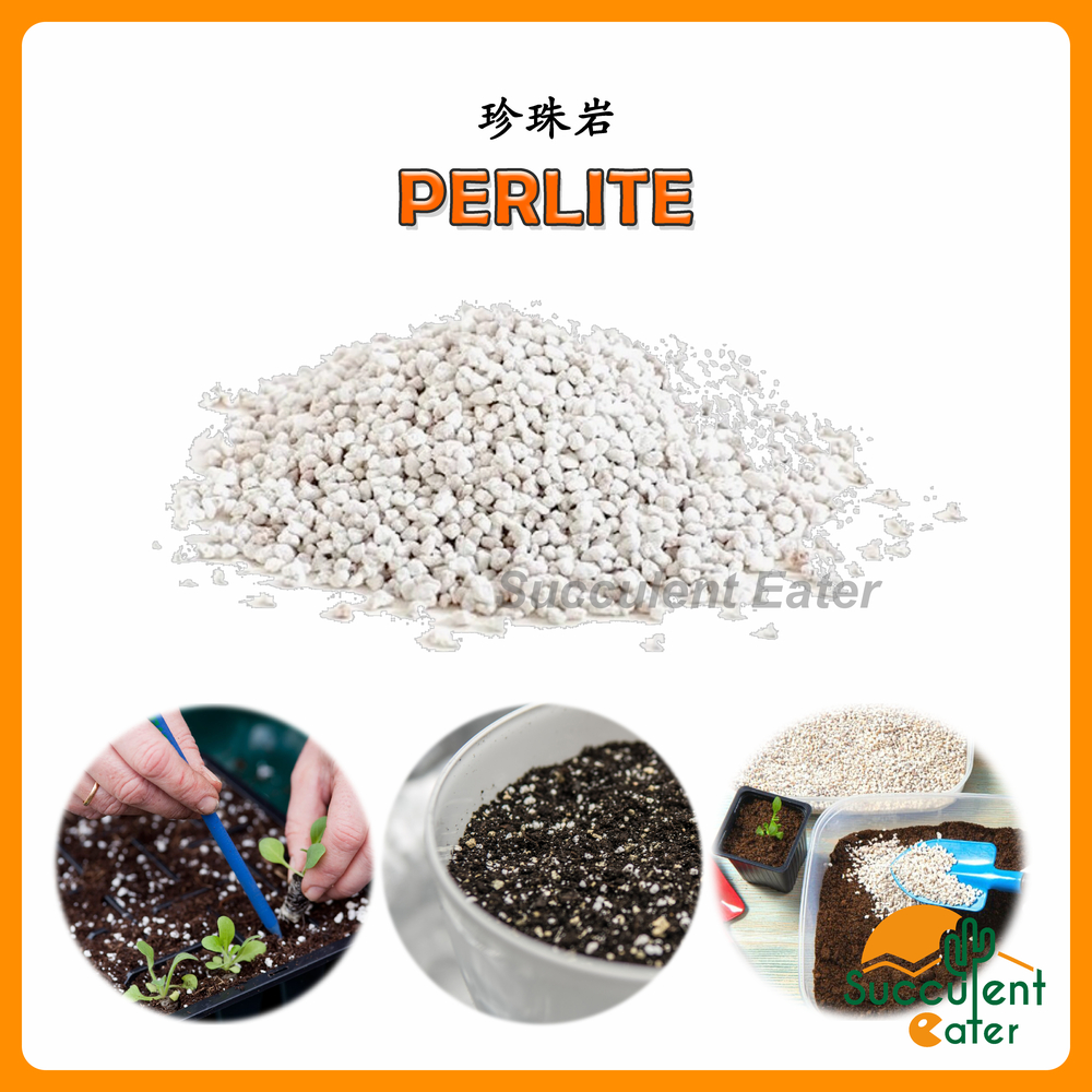 1L Perlite 珍珠岩 3-6mm For Cactus & Succulents (Natural Expanded Volcanic ...