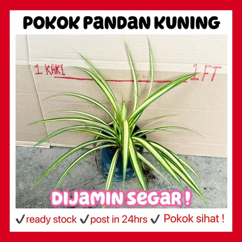 Rina • Pokok pandan kuning • pandanus tumbuhan tanaman hiasan dalaman ...