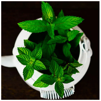 biji benih peppermint seed pudina | Shopee Malaysia