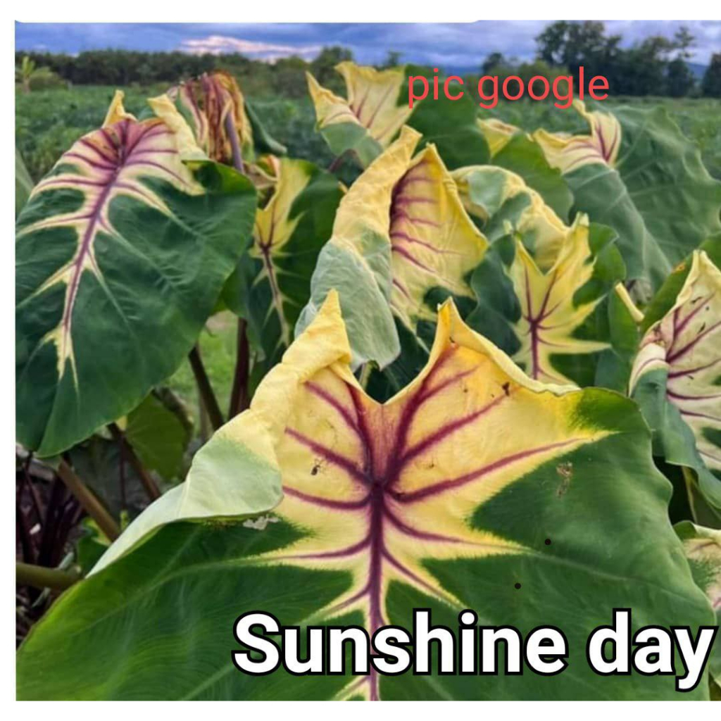 Colocasia SUNSHINE DAY | Shopee Malaysia