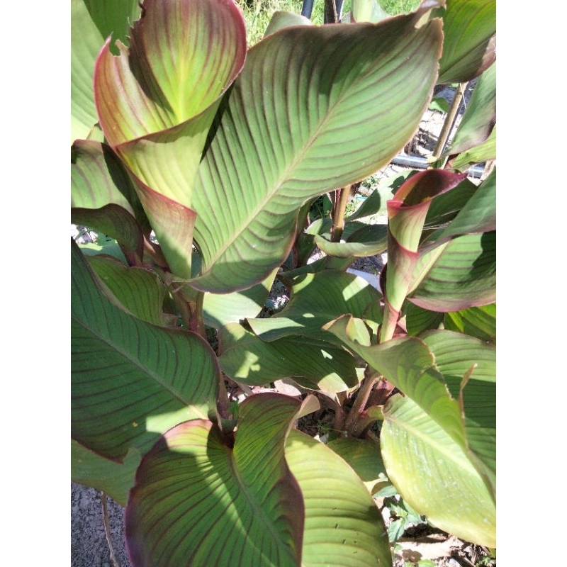 Pokok Ganyong Yang Yang Berkhasiat Tetapi Semakin Pupus | Shopee Malaysia