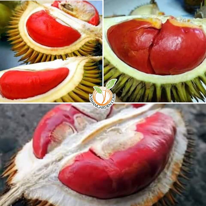 [RARE] Benih POKOK DURIAN ISI MERAH SABAH RED DURIAN (Durio Graveolens ...