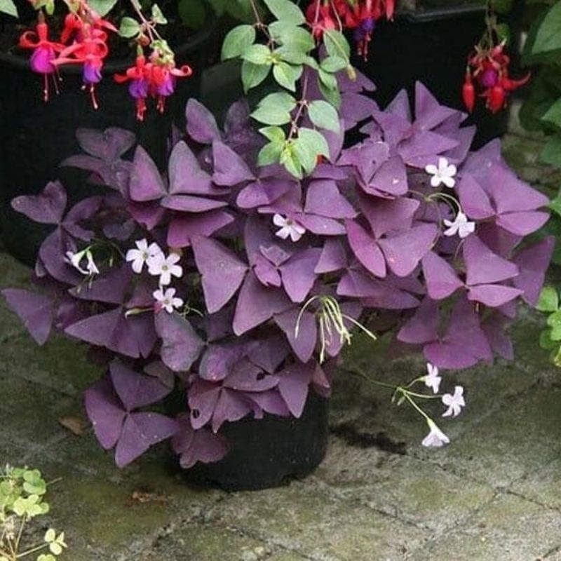 (TAMAN SARI LANDSCAPE) oxalis triangularis.pokok Rama Rama unggu,real ...