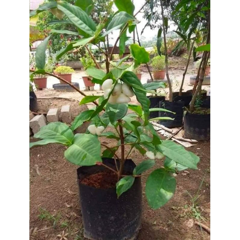 benih pokok jambu bertih hybrid | Shopee Malaysia