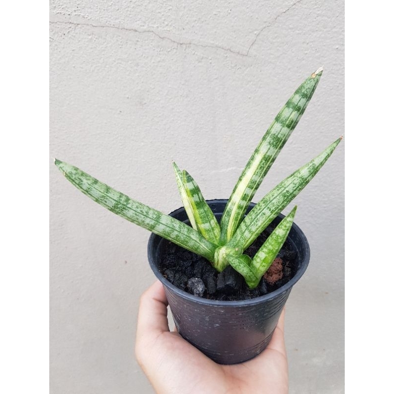 Sansevieria Boncel Variegated + Baby (A) Live Plant💚💛💚 | Shopee Malaysia