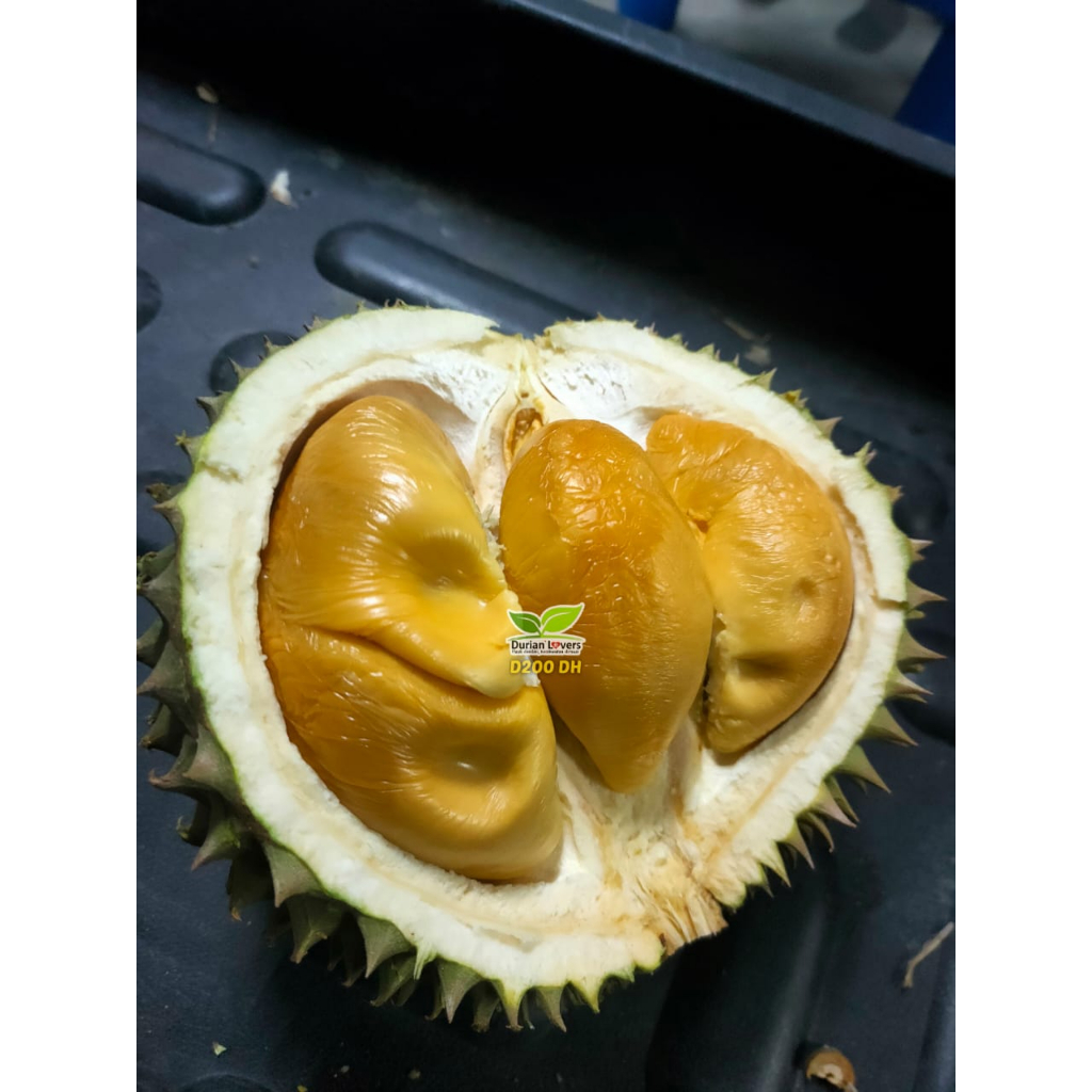 ANAK BENIH DURIAN KLON DURI HITAM / BLACK THORN / OCHEE | Shopee Malaysia