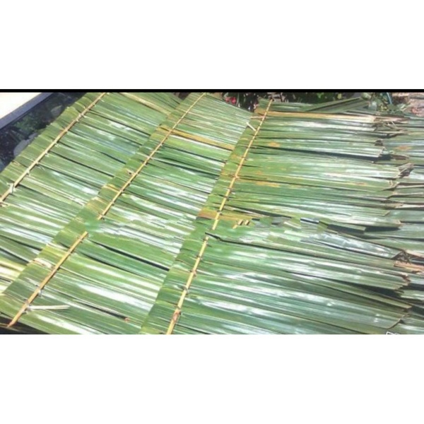 ATTAP LEAF (NATURAL GREEN BROWN) | Shopee Malaysia