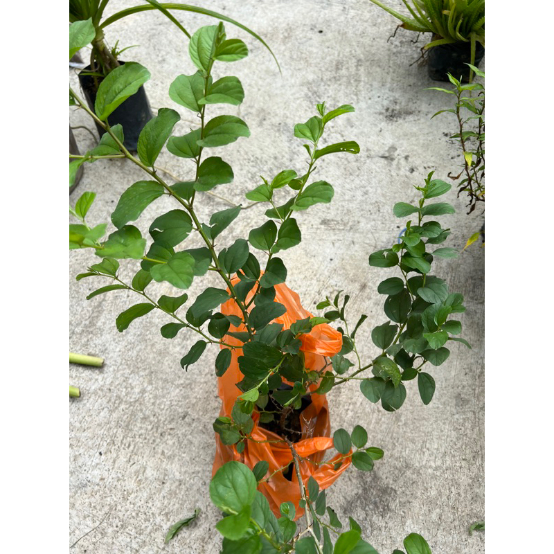 Pokok Bidara Duri Rawatan Islam Saiz besar rimbun | Shopee Malaysia