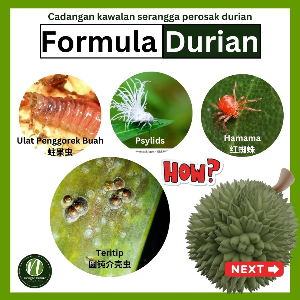 Durian Tree Insecticide Control Formula / Solusi Mengatasi Serangga ...