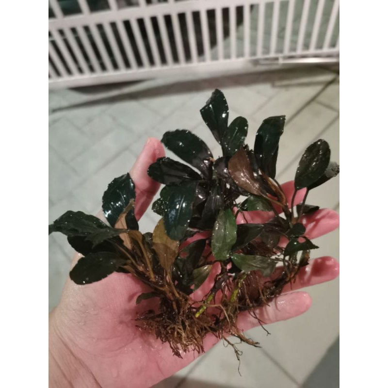 Aquatic Best Channel[ABC] - Aquaplant - Bucephalandra Black Angel ...