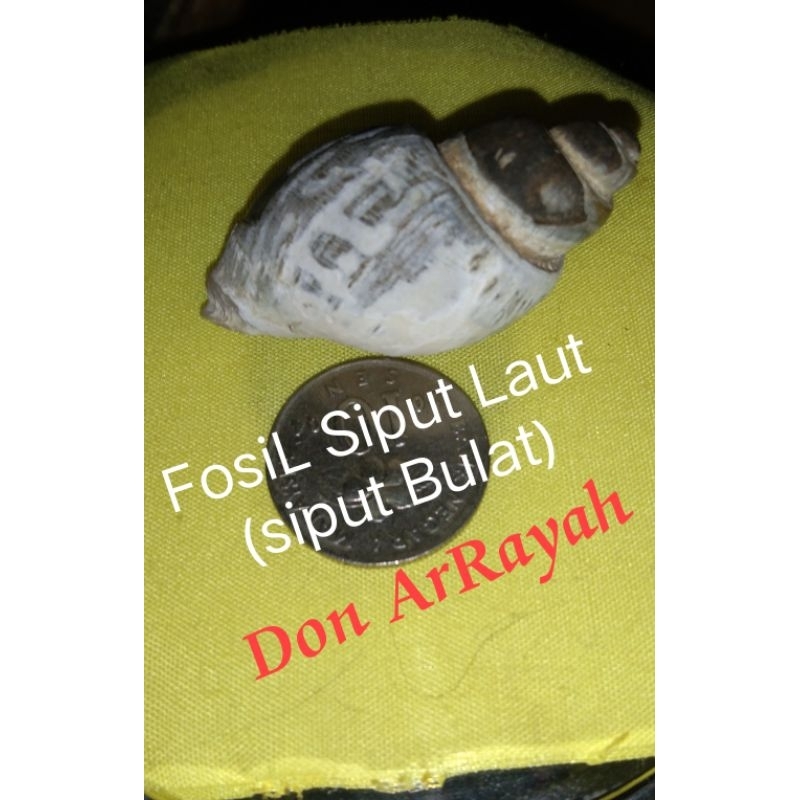 Buntat Siput Laut/Fosil siput Laut(Bulat) | Shopee Malaysia