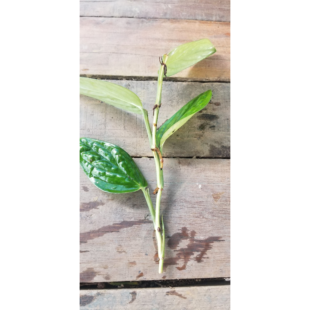 MKT - Keratan batang Monstera peru untuk disemai / stem cuttings ...