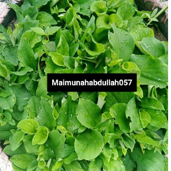Pokok Kencur/Cekur/Kaempferia Galangga | Shopee Malaysia