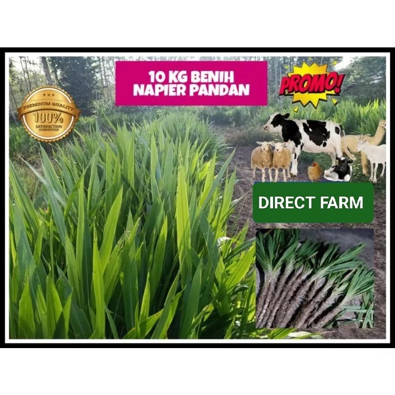 BENIH RUMPUT NAPIER PANDAN 10KG | Shopee Malaysia