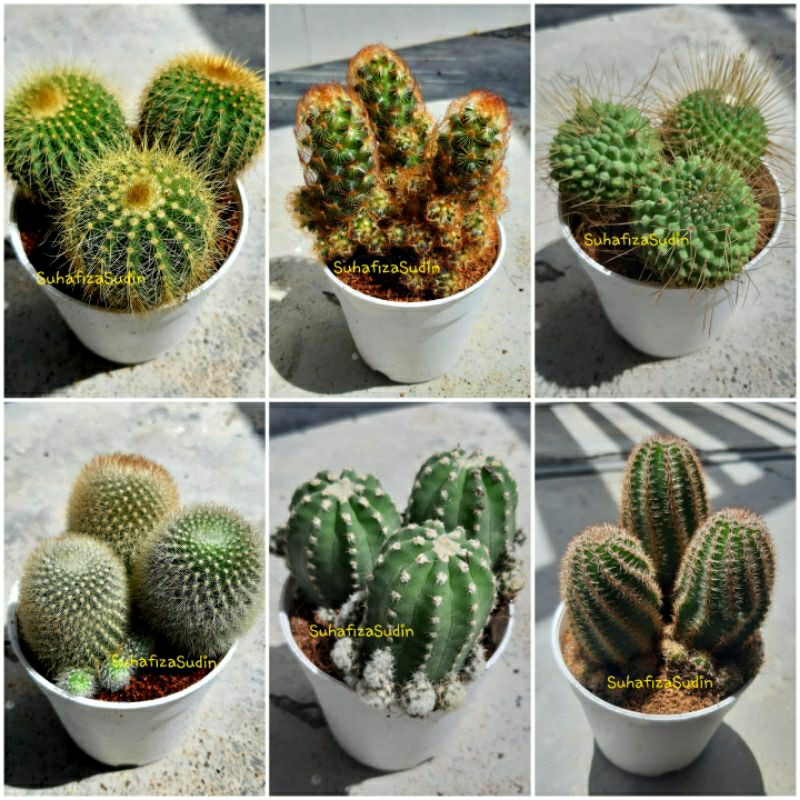 Cactus (Saiz Pot 8.5cm) | Shopee Malaysia