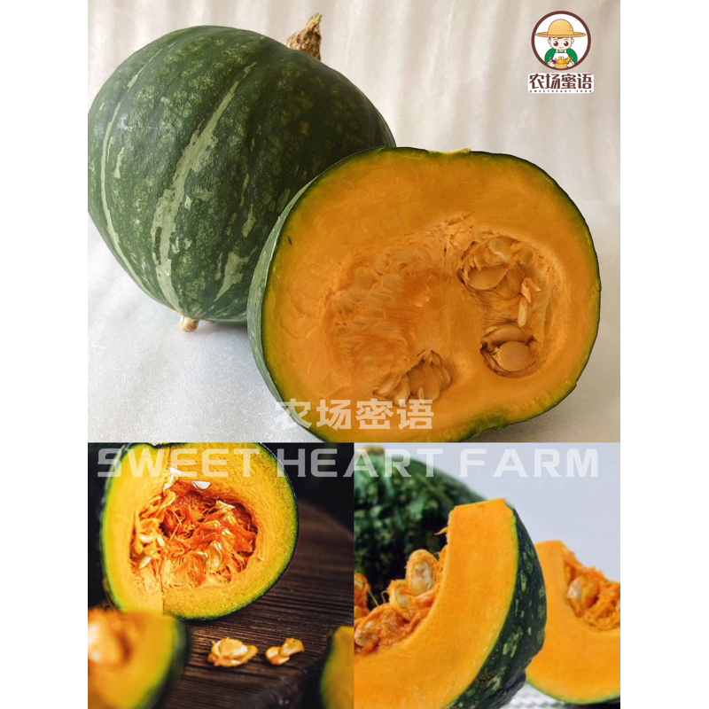 1A/ 2A/ 3A (6-10 PCS/set) | White sweet Corn | jagung susu manis | 💯 ...