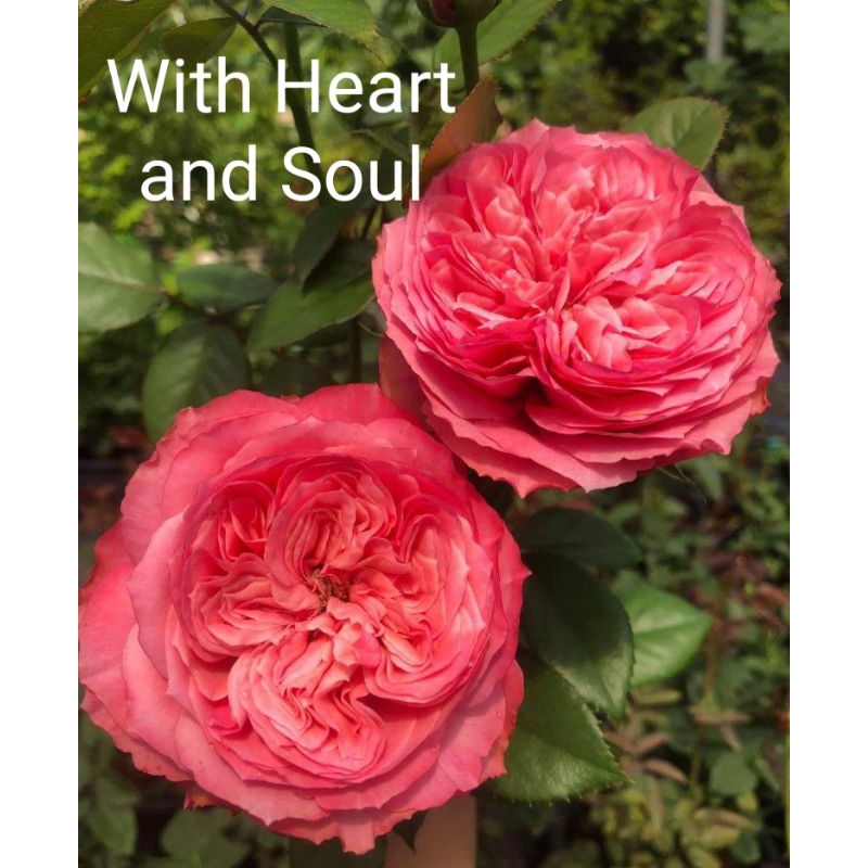 pokok ros ID saiz besar tahan panas, ros siam, ros kampung, English ...