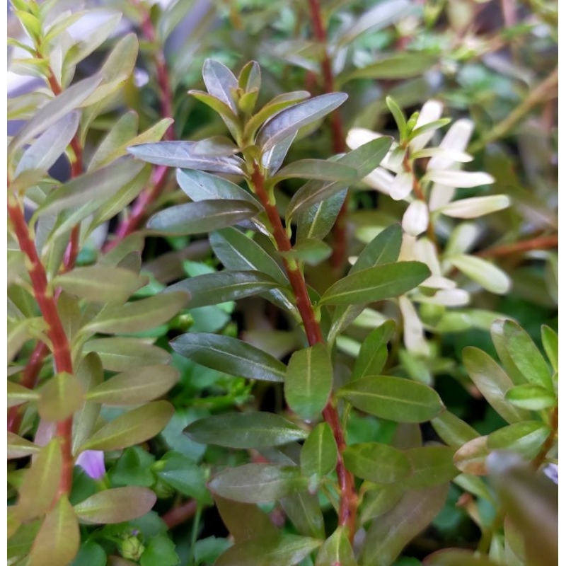 Ludwigia Inclinata Brown (Emersed) | Shopee Malaysia