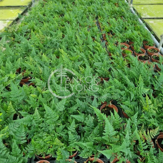 TKL - Davallia Bullata Squirrel's-Foot Fern/Rabbits Foot Fern Foxtail ...