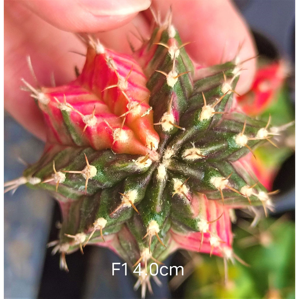 GYMNOCALYCIUM FANTASIA ID CACTUS (OFFSETS WITH SHORT ROOTS) | Shopee ...