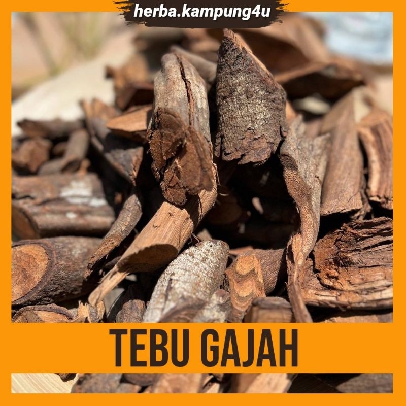 [ TEBU GAJAH ]- Penawar Diabetes, Kolesterol | Shopee Malaysia