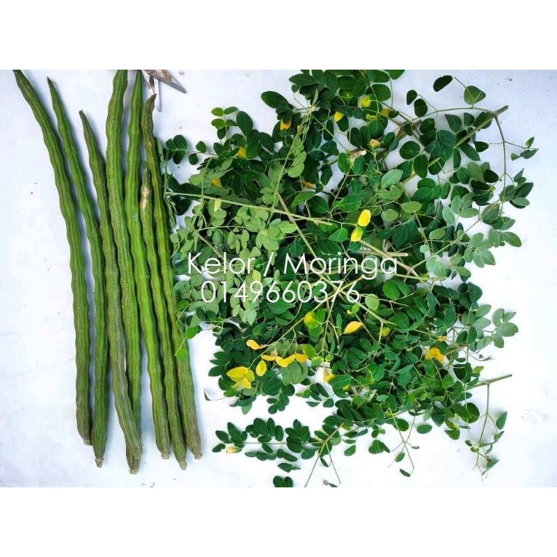 keratan pokok kelor / marungai / moringa / rambungai / rembungai ...