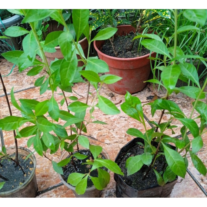 Anak pokok inai / henna lawsonia inermis / 指甲花树苗 | Shopee Malaysia